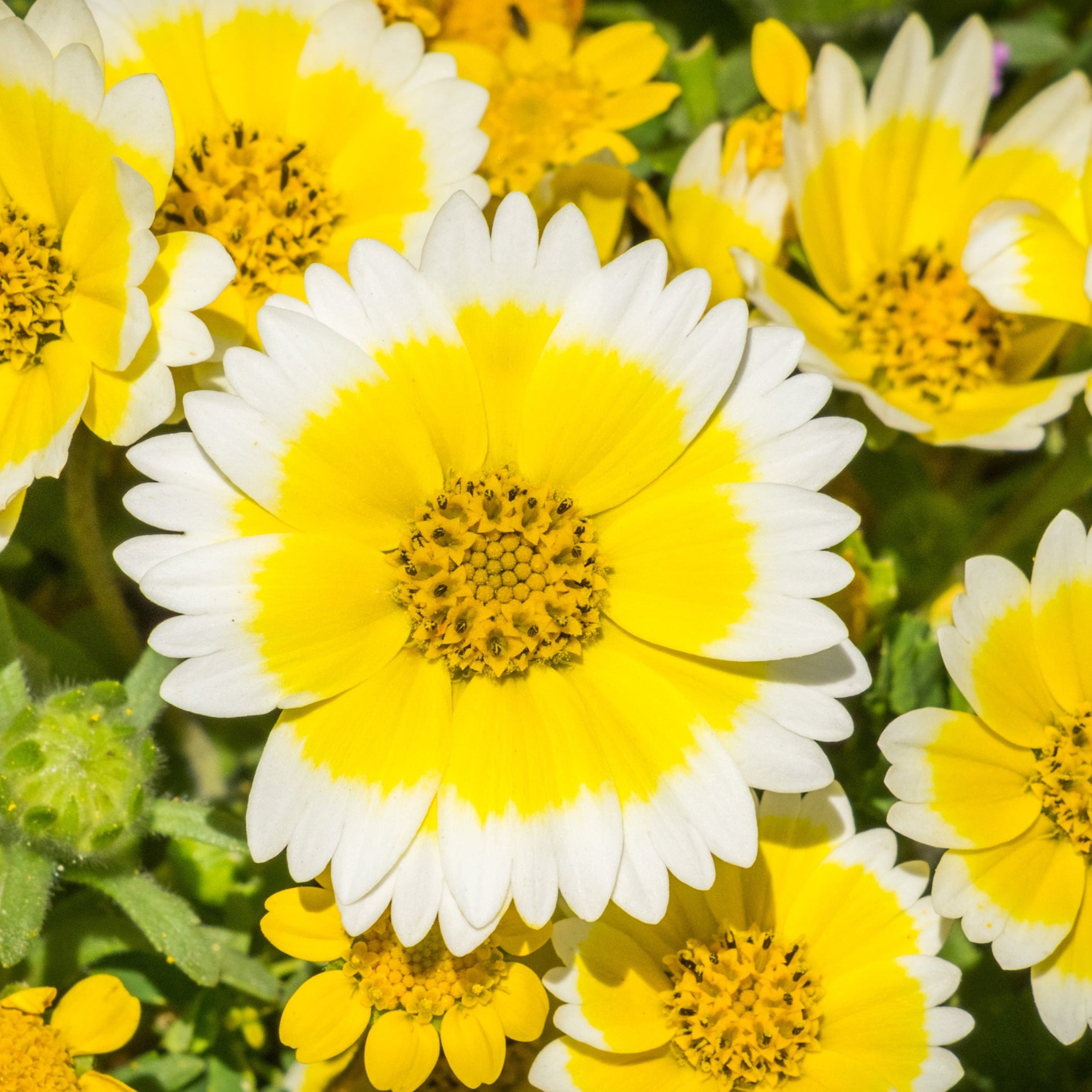 I Heart the Central Valley – I Heart California Native Plants