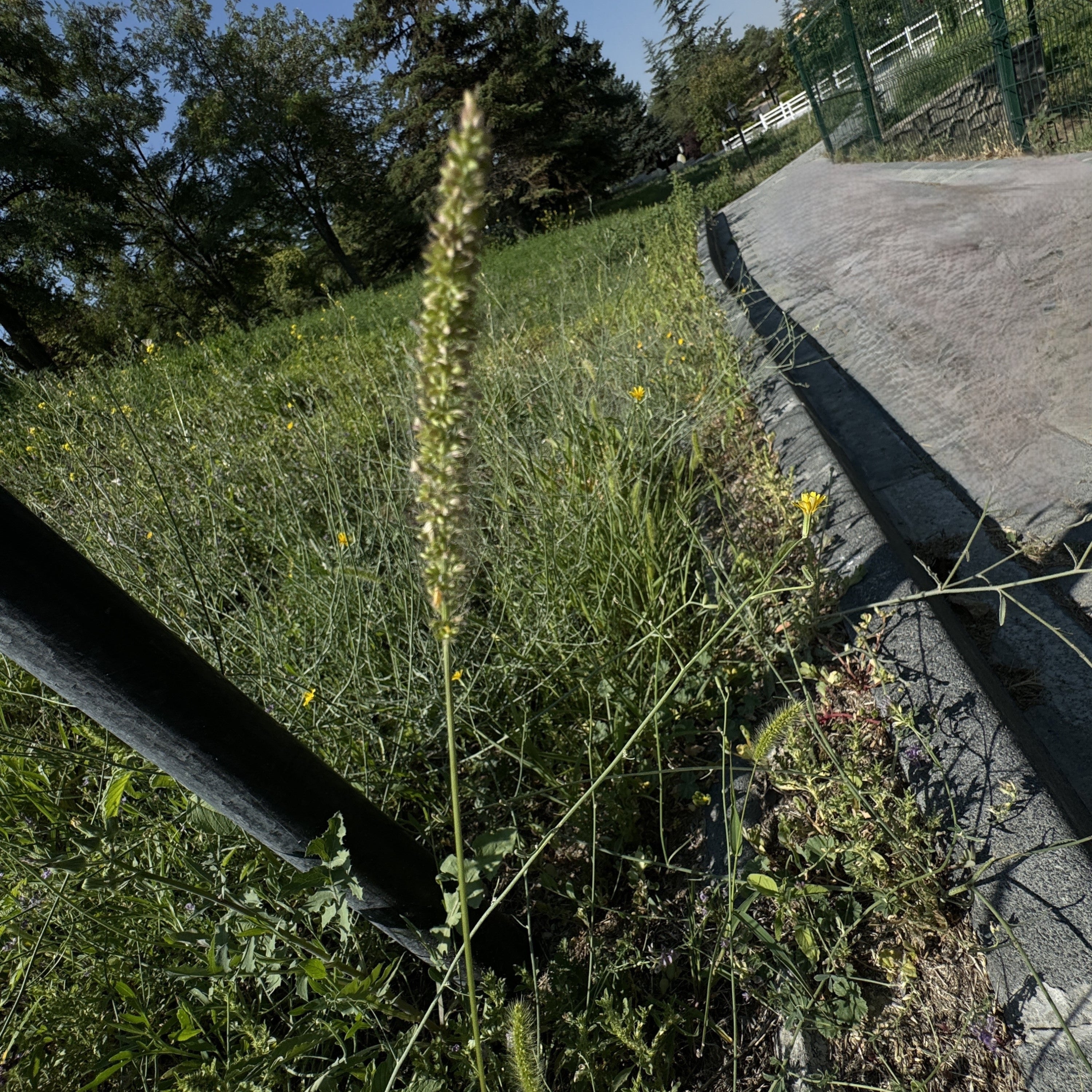 Elymus glaucus - Blue Wildrye – I Heart California Native Plants