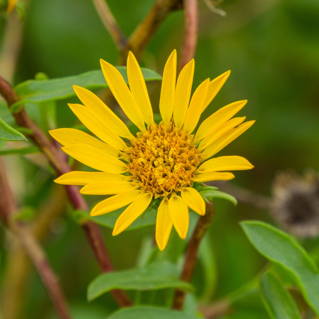 Grindelia stricta - Coastal Gum Plant – I Heart California Native Plants