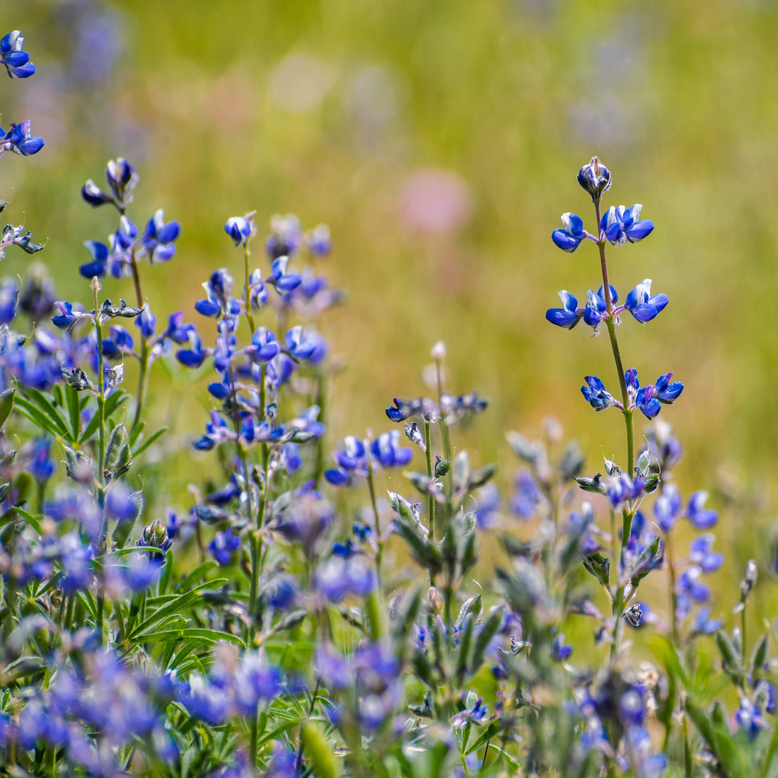 Lupinus bicolor - Miniature Lupine – I Heart California Native Plants