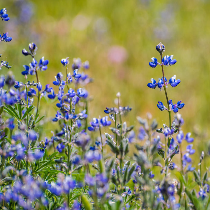 Lupinus bicolor - Miniature Lupine – I Heart California Native Plants