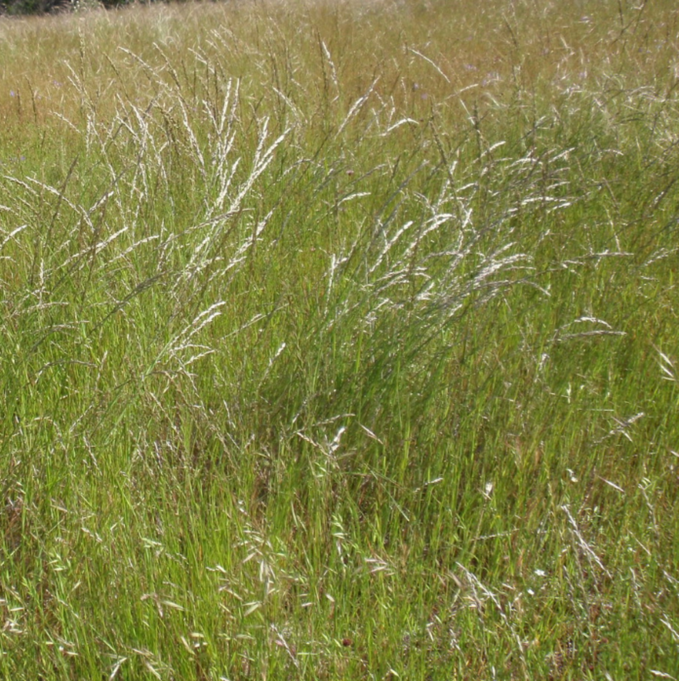 Melica californica - California Melic – I Heart California Native Plants