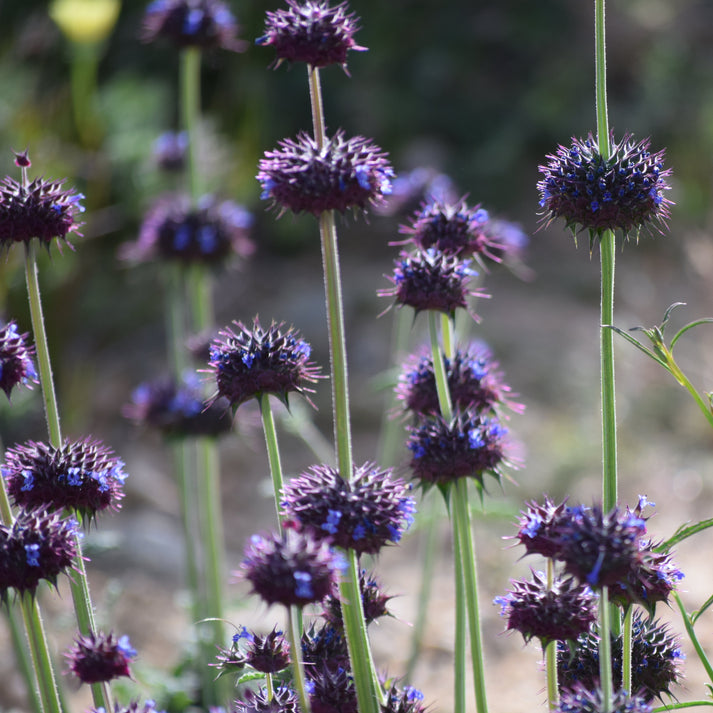 Salvia columbariae - Chia Sage – I Heart California Native Plants