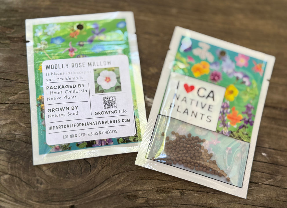 Woolly Rose Mallow (Hibiscus lasiocarpos var. occidentalis) – I Heart ...